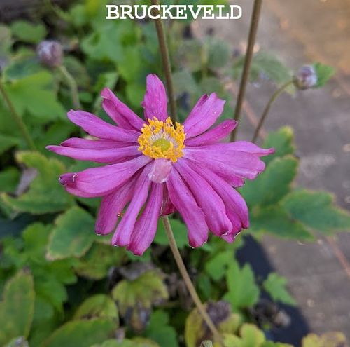 Anemone 'Pretty Lady Susan' PBR | Bruckeveld